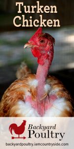 Turken Chicken - Breed Profile - Backyard Poultry